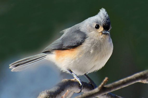 Bird Unit Study {Free} | DIY Homeschooler