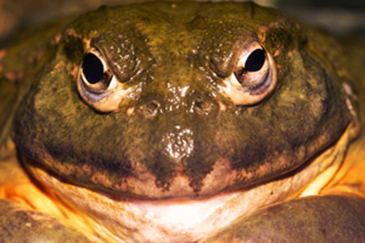 Virtual Frog Dissection {Free} | DIY Homeschooler